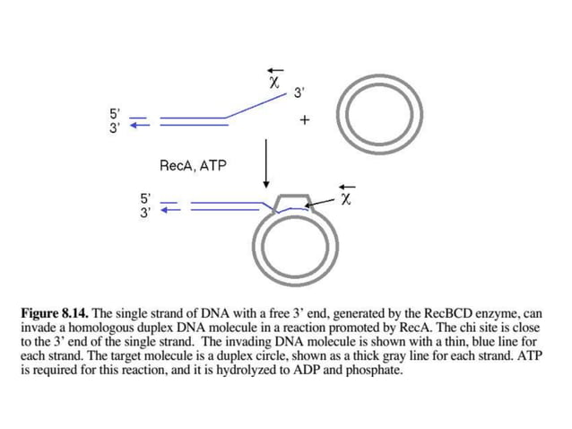 Molecular mechanism of recombination, post meiotic segregation | PPTX