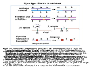 Molecular mechanism of recombination, post meiotic segregation | PPTX