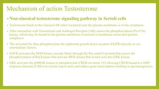 Molecular mechanism of sex hormone action | PPTX