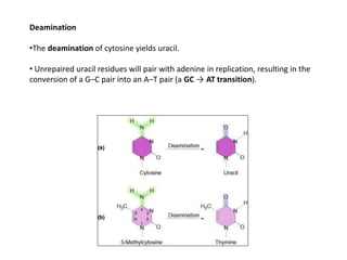 Molecular mechanism of spontaneous mutations | PPTX