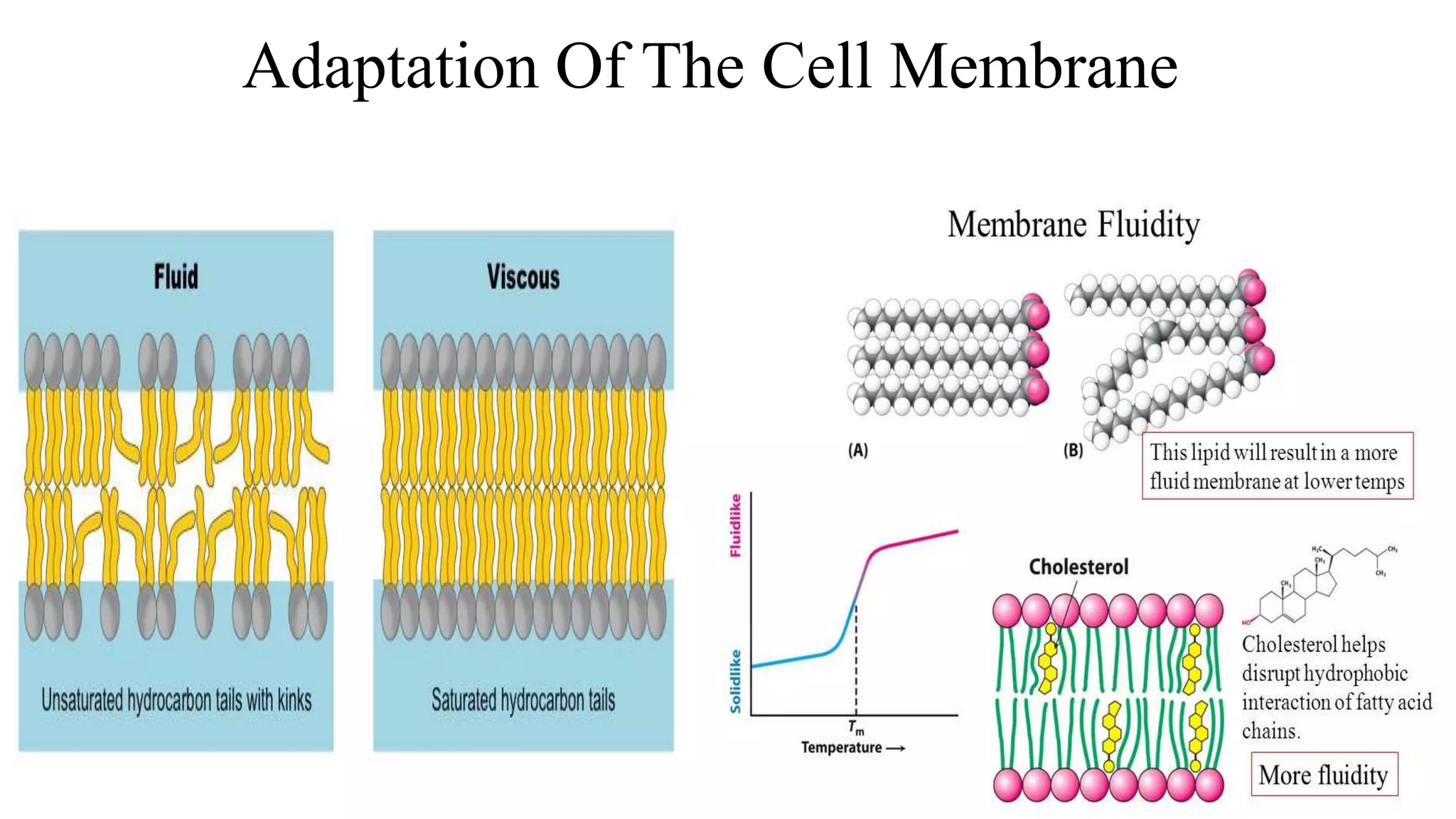Molecular mechanisms of cold adaptation in bacteria | PPTX