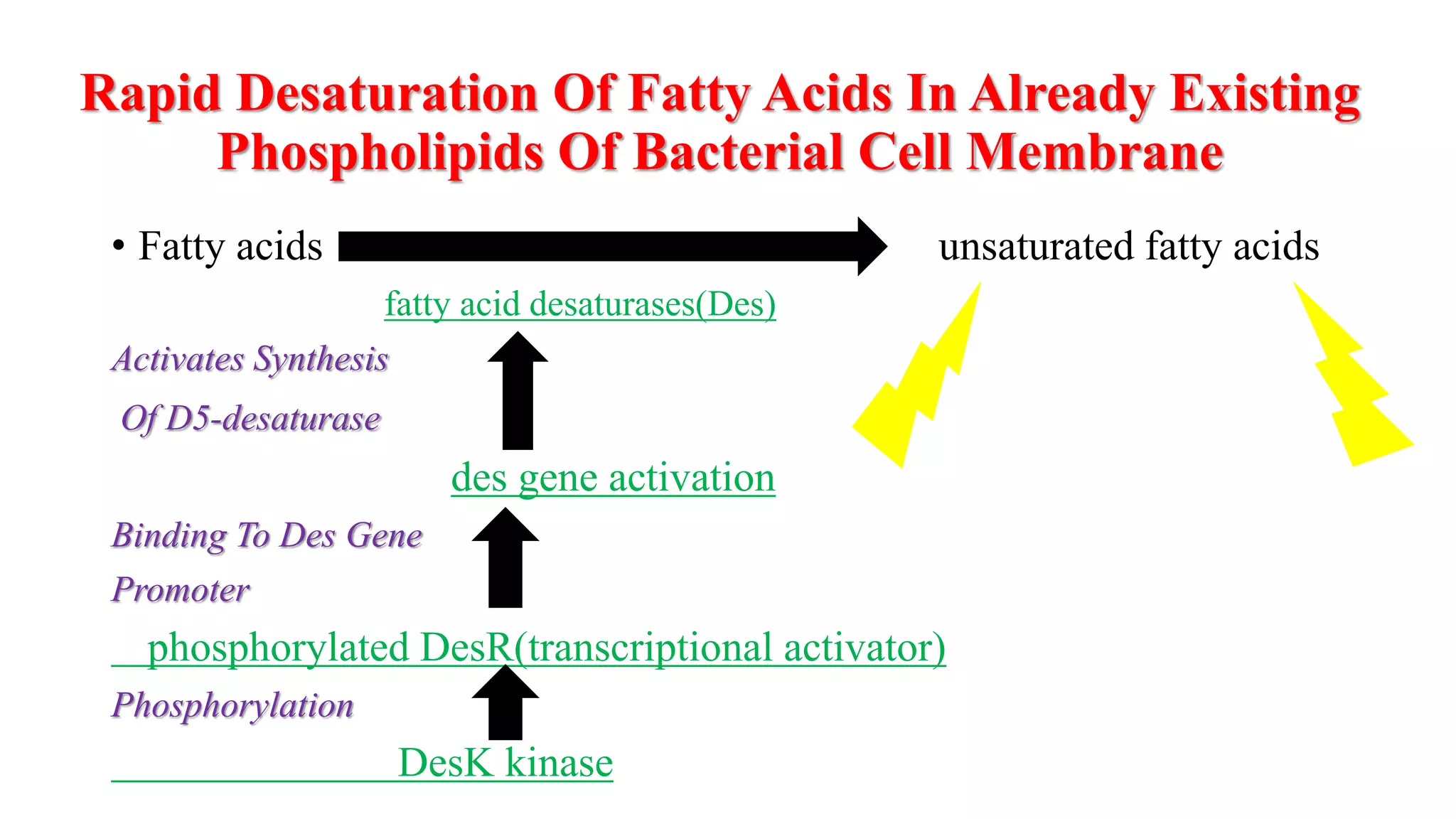 Molecular mechanisms of cold adaptation in bacteria | PPT