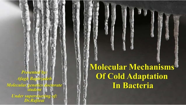 Molecular mechanisms of cold adaptation in bacteria | PPT