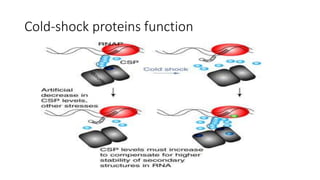 Molecular mechanisms of cold adaptation in bacteria | PPT