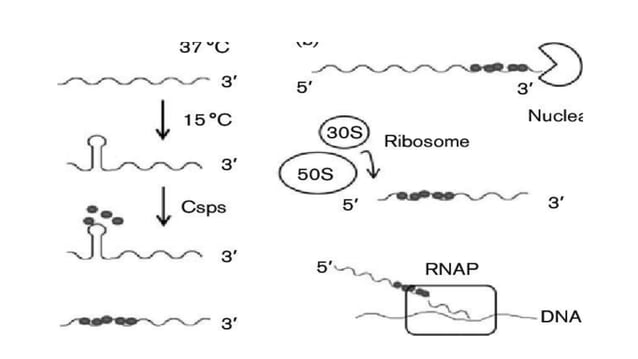 Molecular mechanisms of cold adaptation in bacteria | PPT
