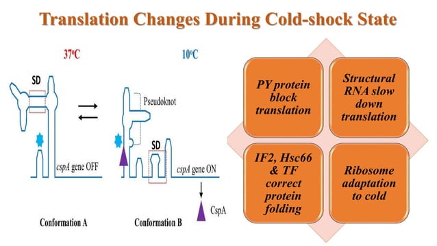 Molecular mechanisms of cold adaptation in bacteria | PPT