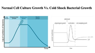 Molecular mechanisms of cold adaptation in bacteria | PPT