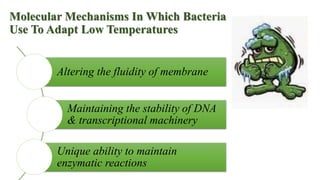 Molecular mechanisms of cold adaptation in bacteria | PPT