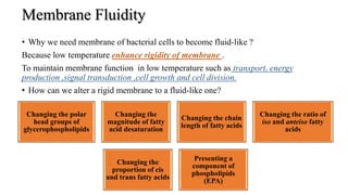 Molecular mechanisms of cold adaptation in bacteria | PPTX