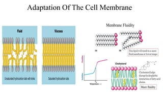 Molecular mechanisms of cold adaptation in bacteria | PPT