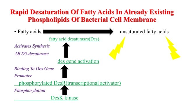 Molecular mechanisms of cold adaptation in bacteria | PPT