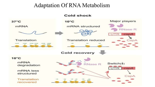 Molecular mechanisms of cold adaptation in bacteria | PPT