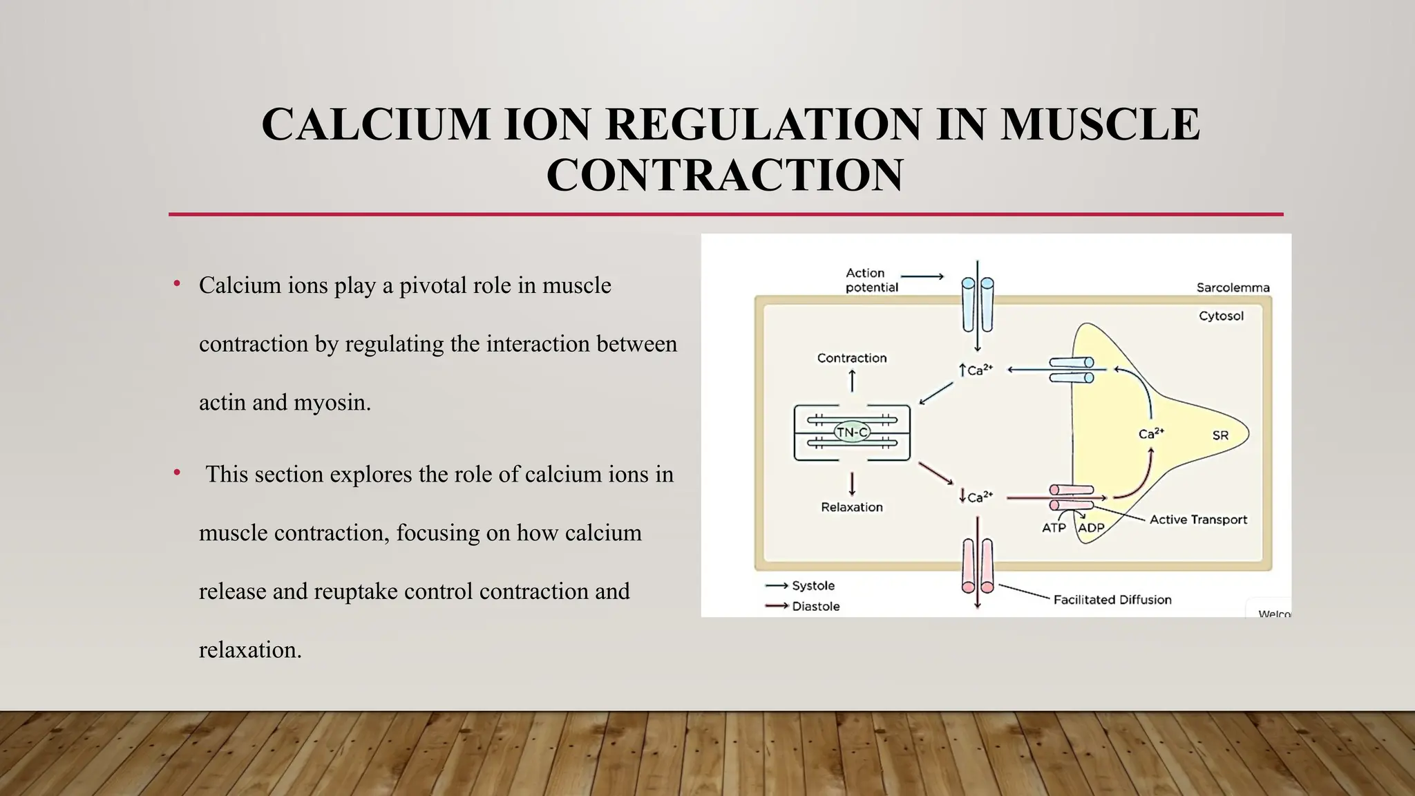 Molecular mechanisms of contraction.pptx