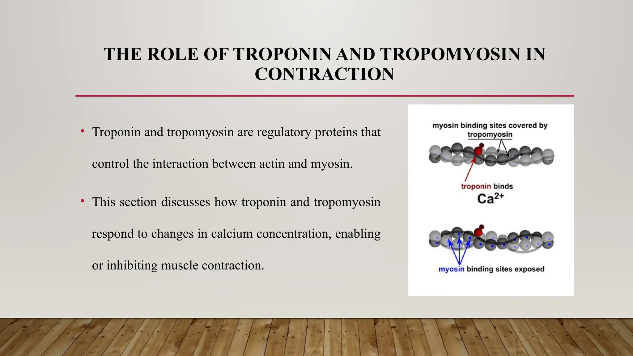 Molecular mechanisms of contraction.pptx