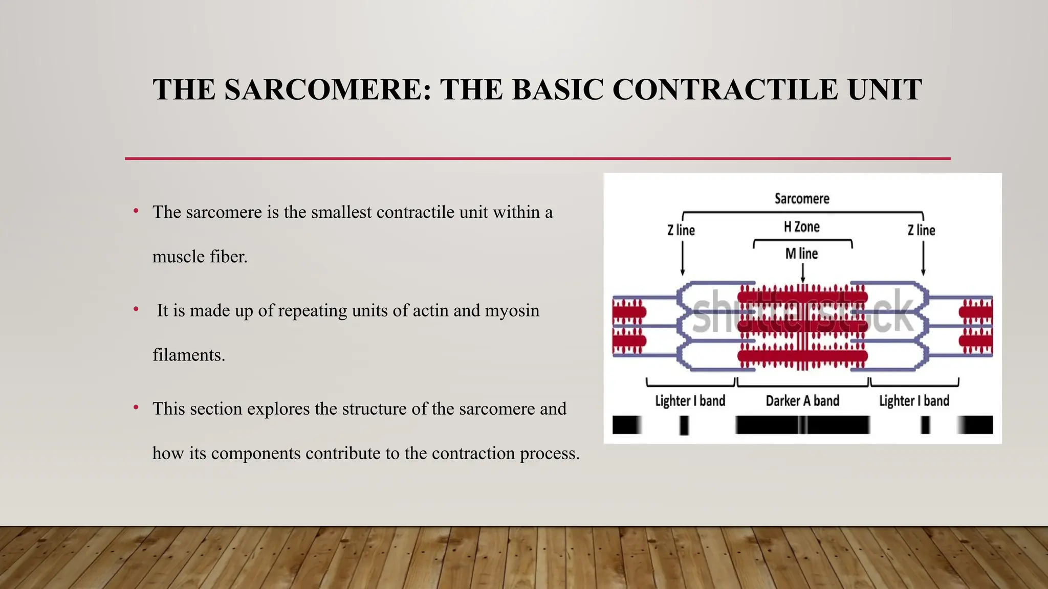 Molecular mechanisms of contraction.pptx