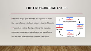 Molecular mechanisms of contraction.pptx