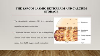 Molecular mechanisms of contraction.pptx
