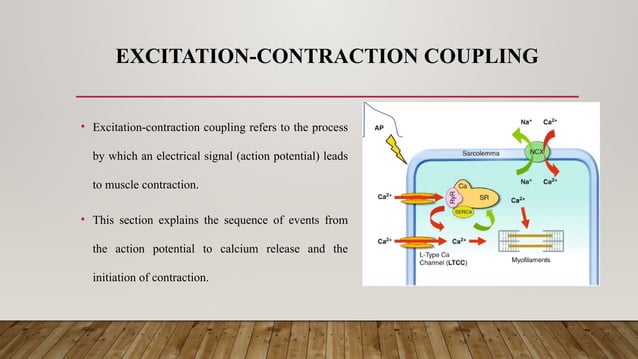 Molecular mechanisms of contraction.pptx