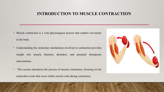 Molecular mechanisms of contraction.pptx