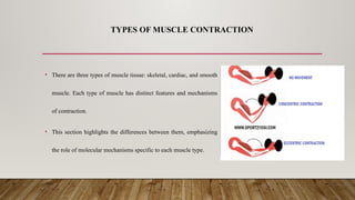 Molecular mechanisms of contraction.pptx