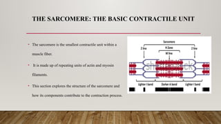 Molecular mechanisms of contraction.pptx