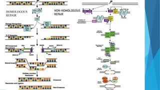 Molecular Mechanisms of DNA and chromosomes damage.pptx