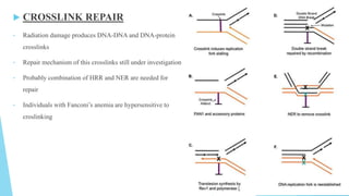 Molecular Mechanisms of DNA and chromosomes damage.pptx