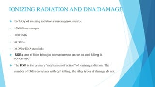 Molecular Mechanisms of DNA and chromosomes damage.pptx