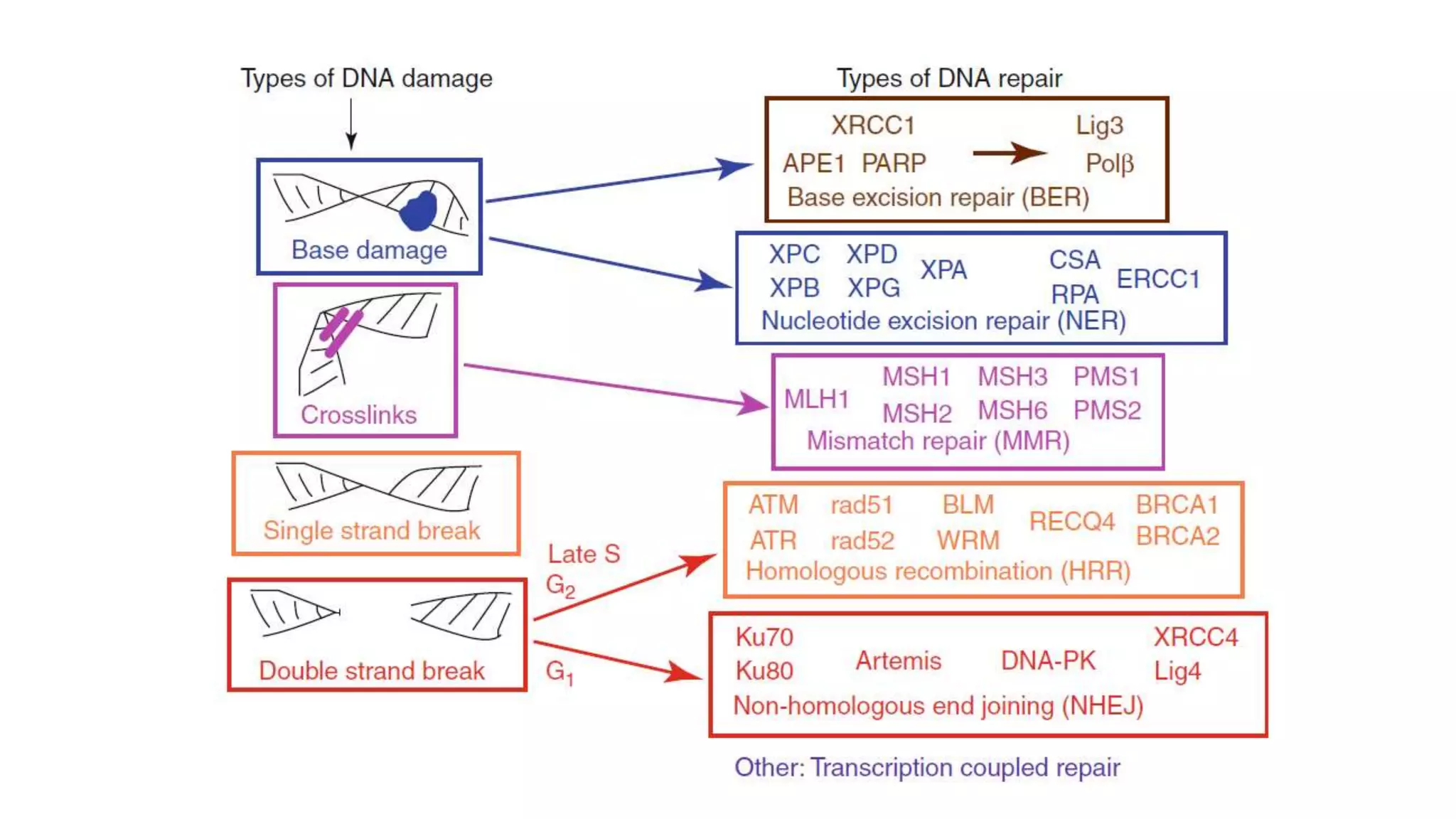 Molecular mechanisms of DNA damage and repair | PPTX