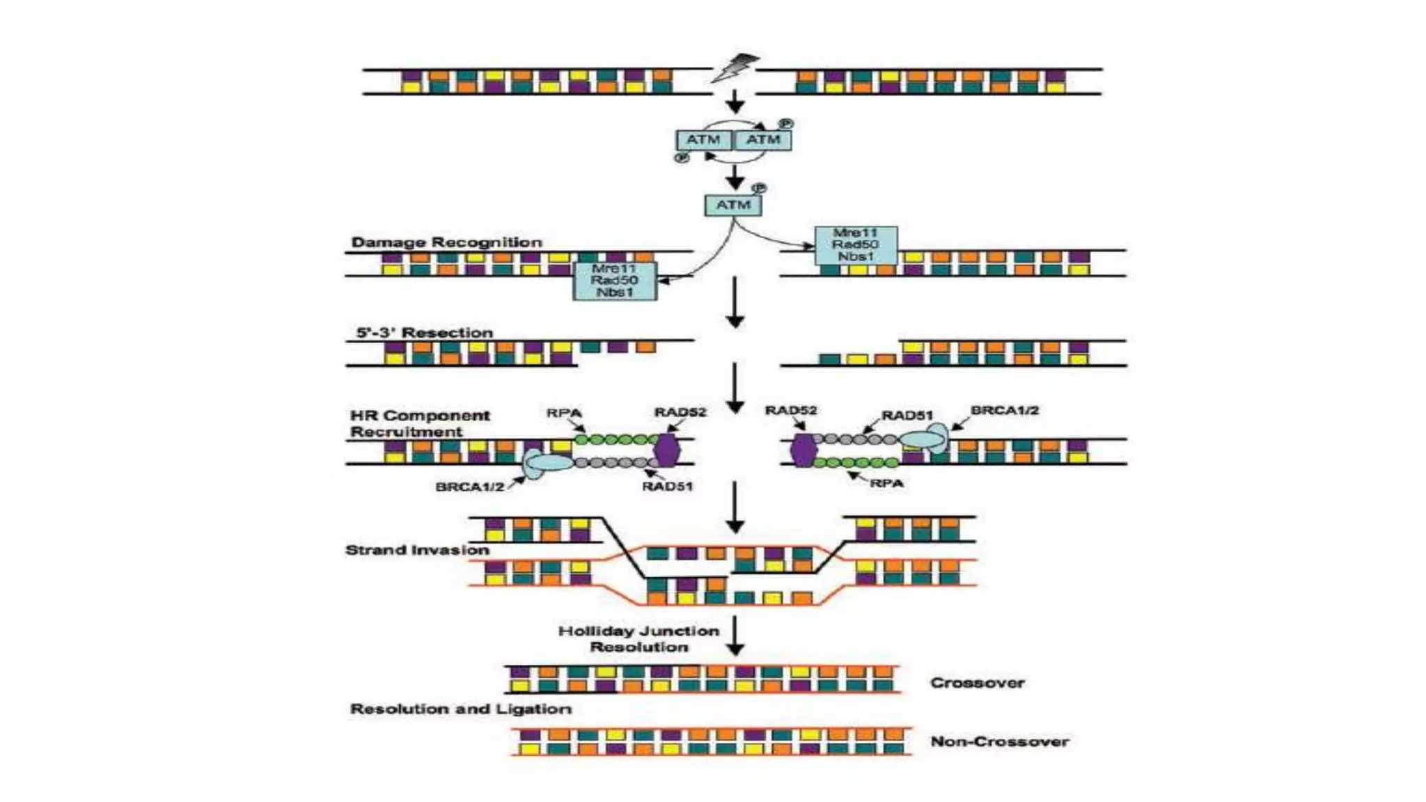 Molecular mechanisms of DNA damage and repair | PPTX