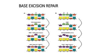 Molecular mechanisms of DNA damage and repair | PPTX