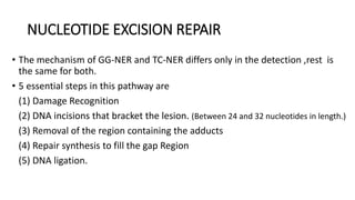 Molecular mechanisms of DNA damage and repair | PPTX