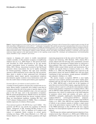 Molecular mechanisms of ovulation | PDF