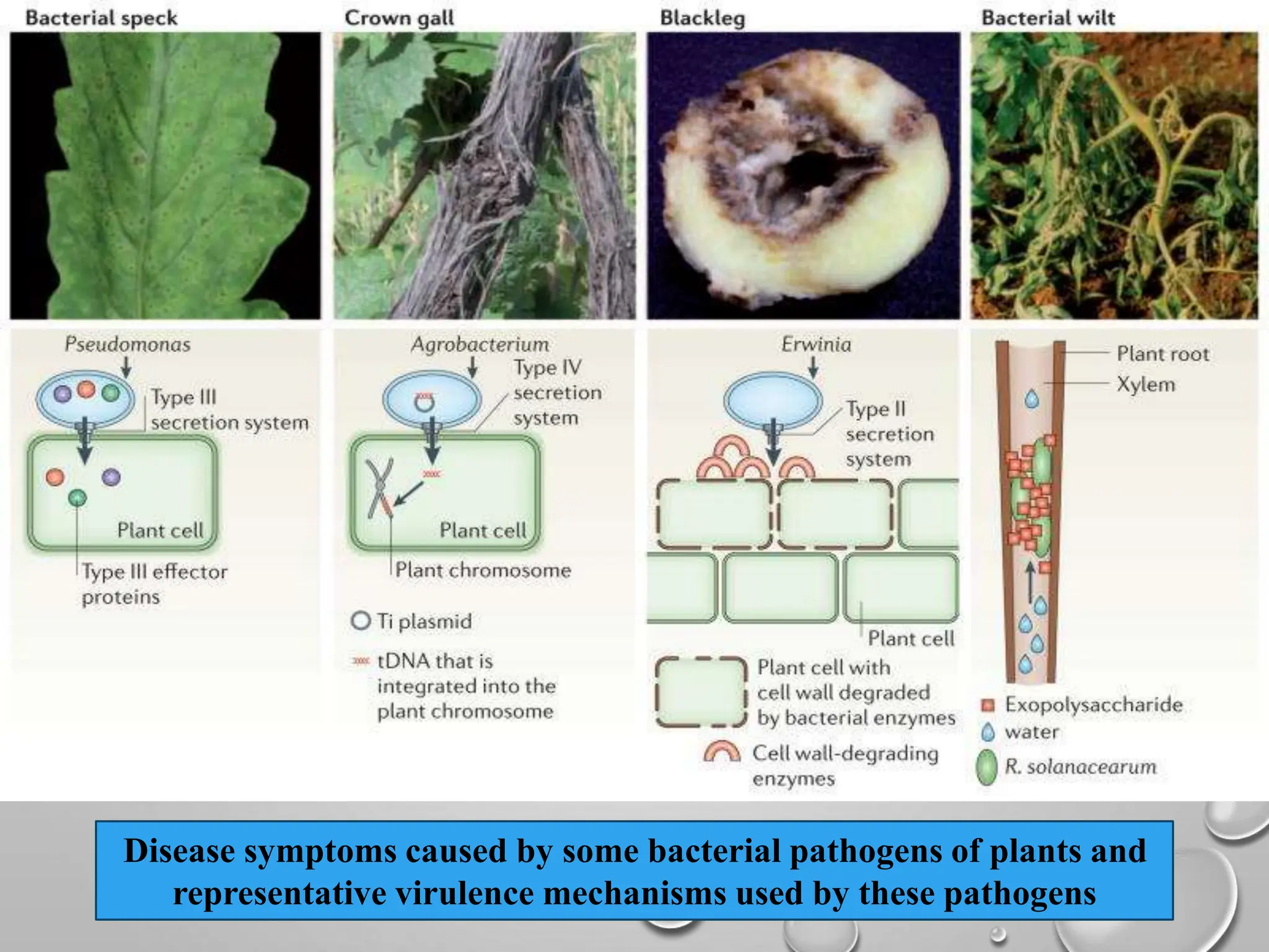 MOLECULAR MECHANISMS OF VIRULENCE AND PATHOGENESIS OF PLANT PATHOGENIC ...