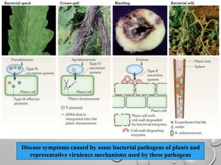 MOLECULAR MECHANISMS OF VIRULENCE AND PATHOGENESIS OF PLANT PATHOGENIC ...