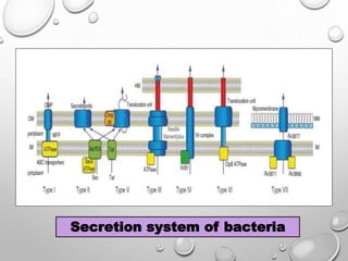 MOLECULAR MECHANISMS OF VIRULENCE AND PATHOGENESIS OF PLANT PATHOGENIC ...