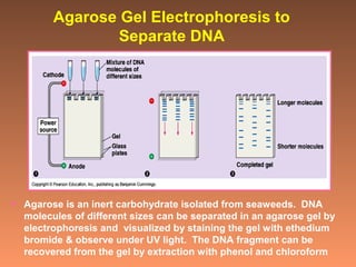 Molecular methods | PPT