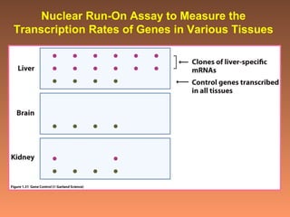 Molecular methods | PPT