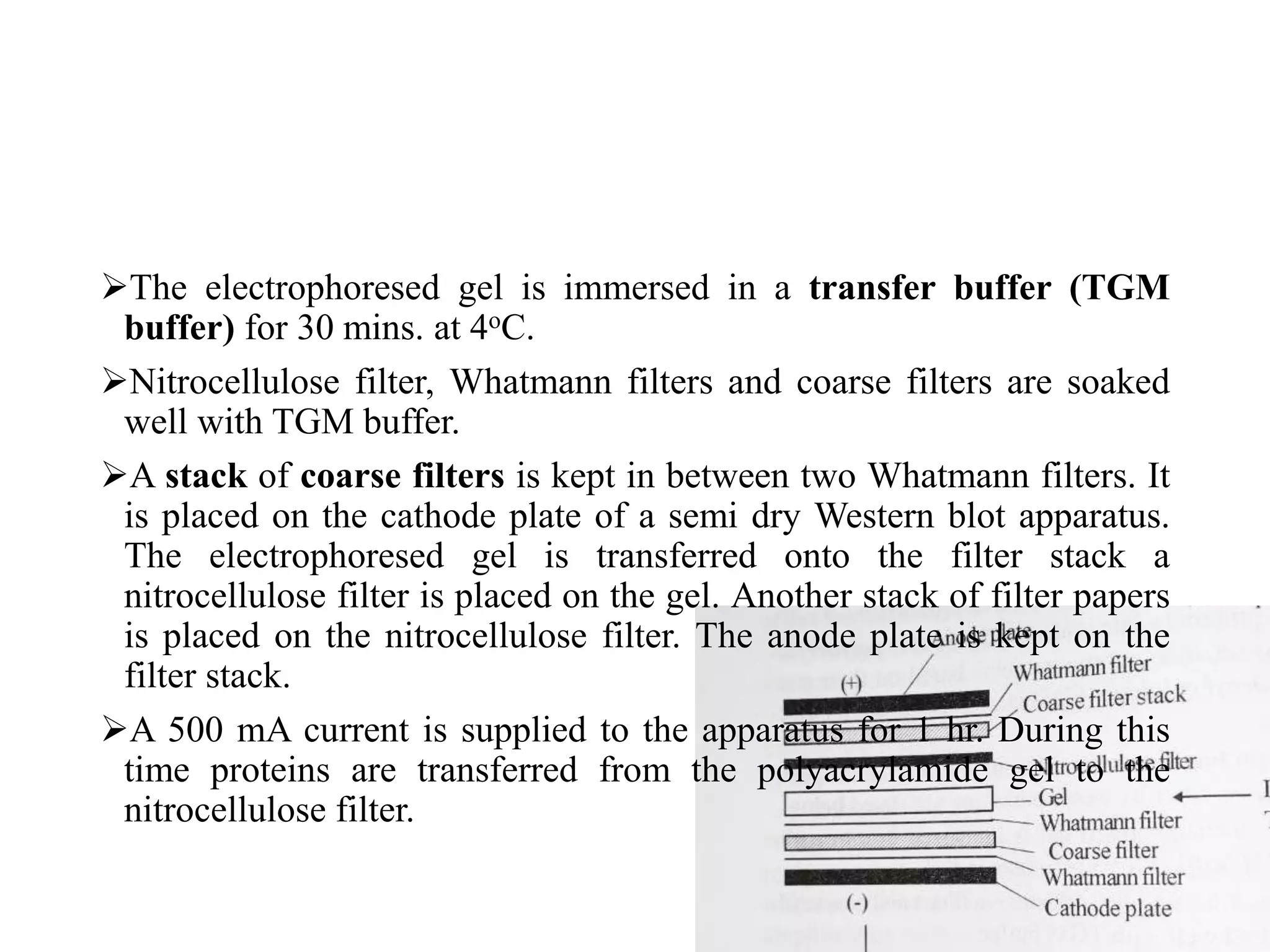 Molecular methods | PPT