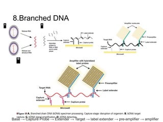 Molecular methods | PPT