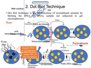 Molecular methods | PPT