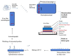 Molecular methods | PPTX