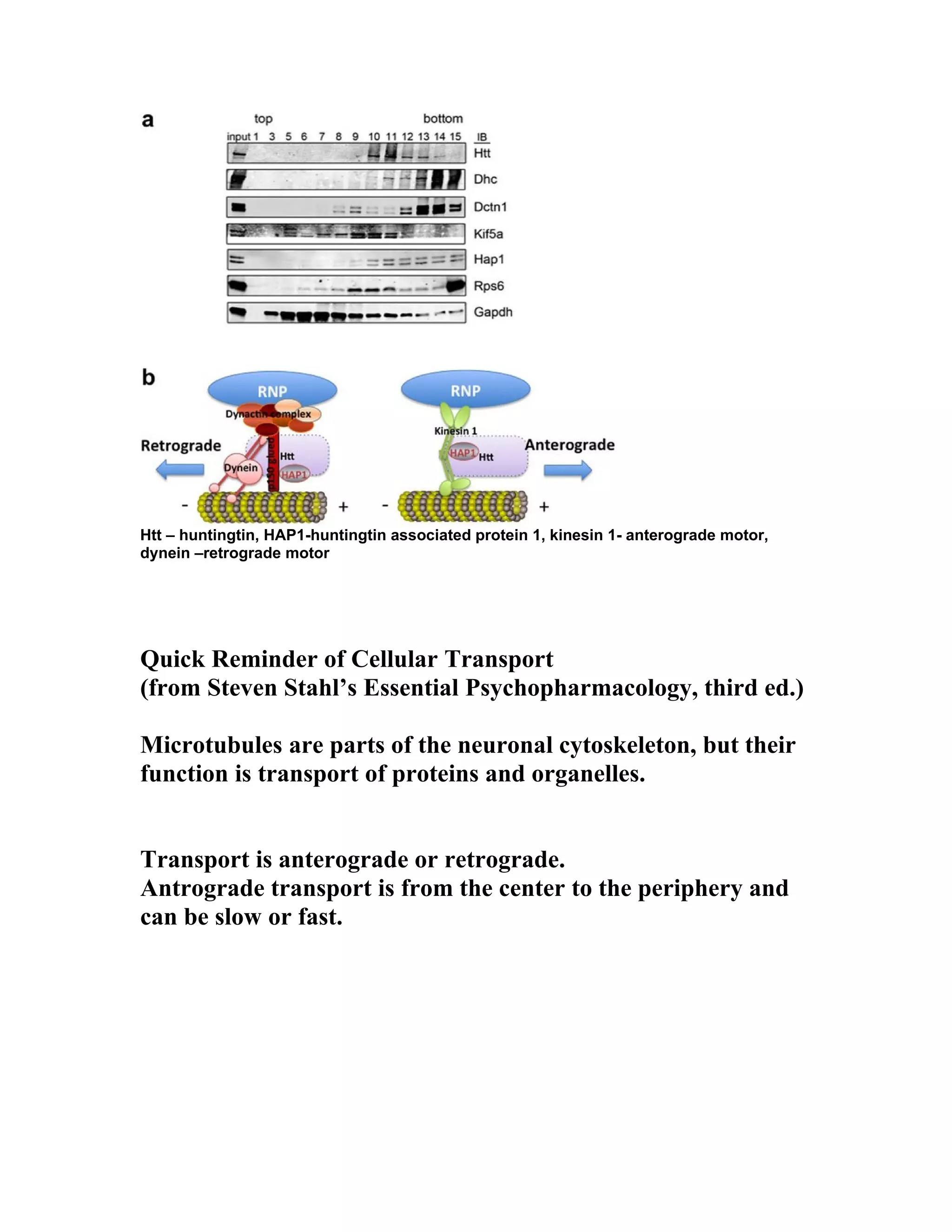 Molecular motors | PDF
