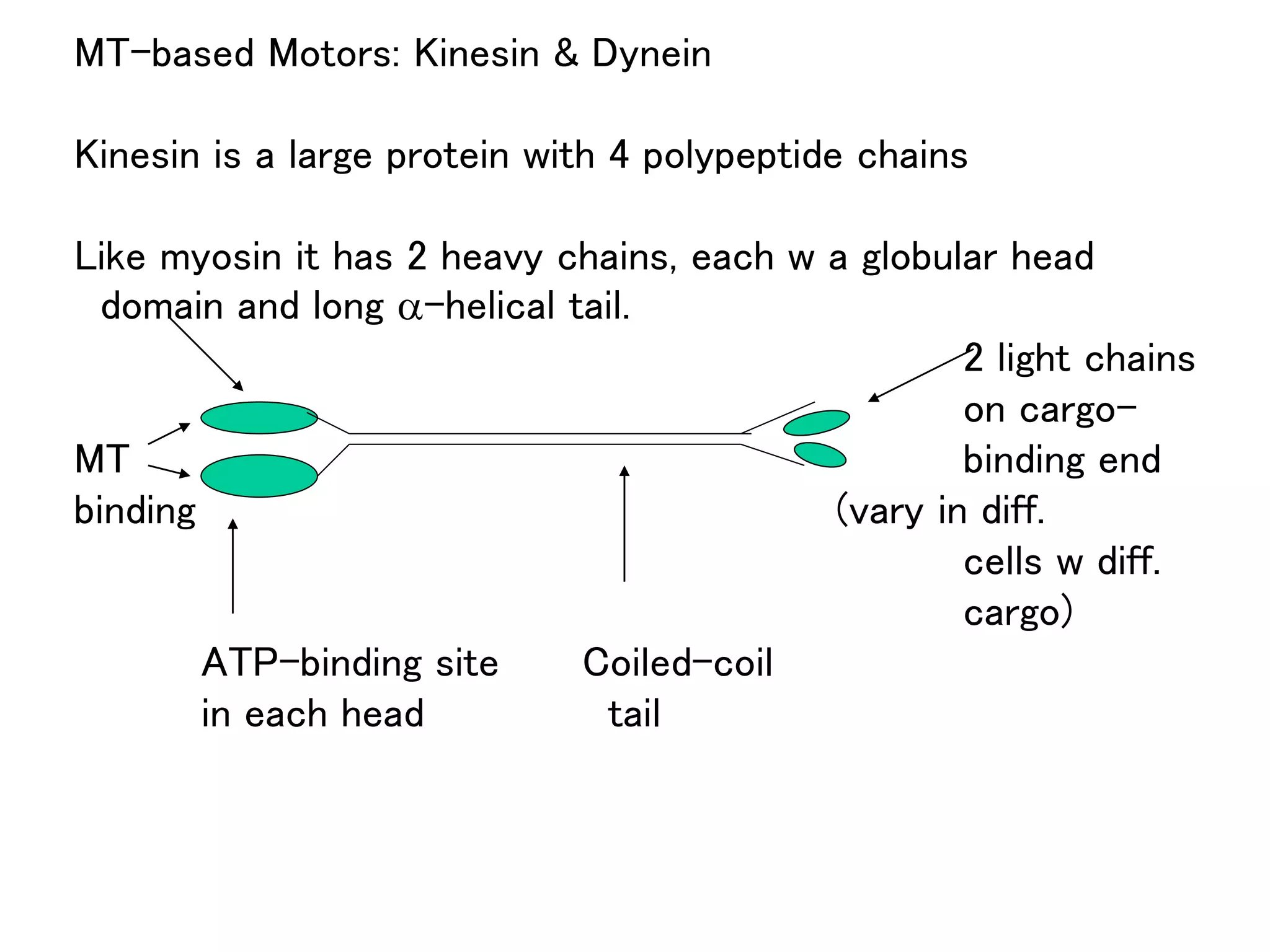 MolecularMotors.ppt