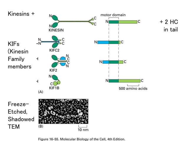 MolecularMotors.ppt
