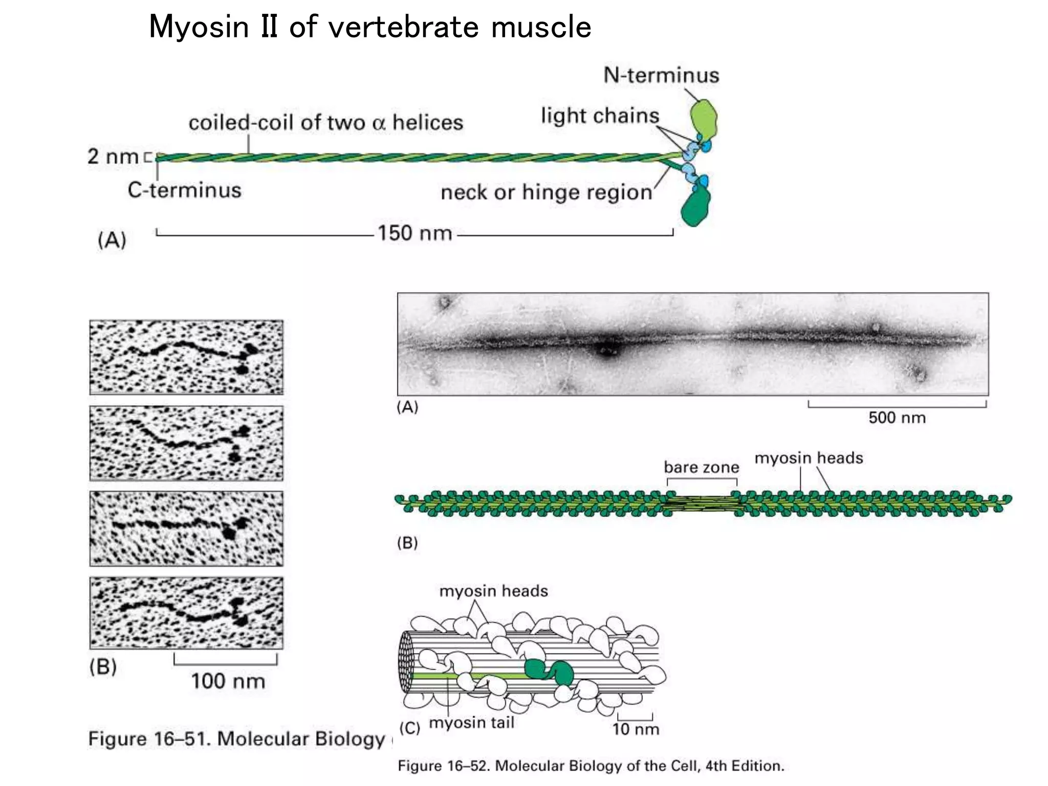 MolecularMotors.ppt | Biological Sciences | Science