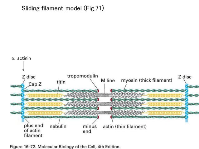 MolecularMotors.ppt | Biological Sciences | Science
