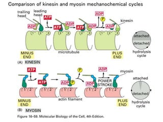 MolecularMotors.ppt | Biological Sciences | Science