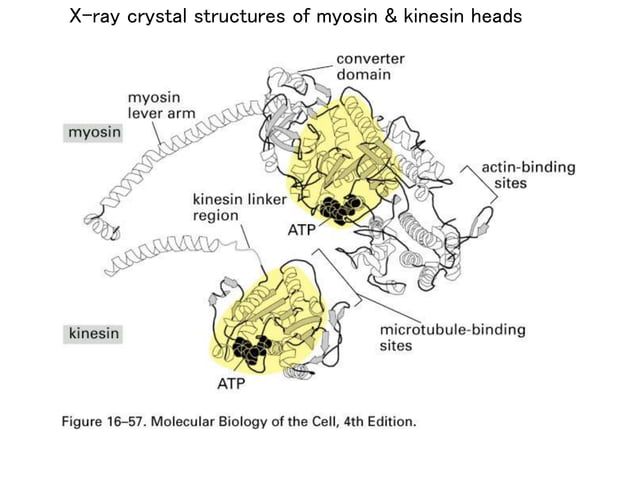 MolecularMotors.ppt | Biological Sciences | Science