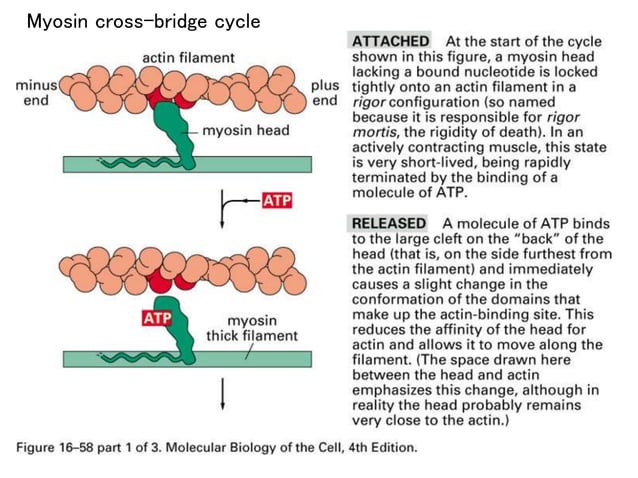 MolecularMotors.ppt | Biological Sciences | Science
